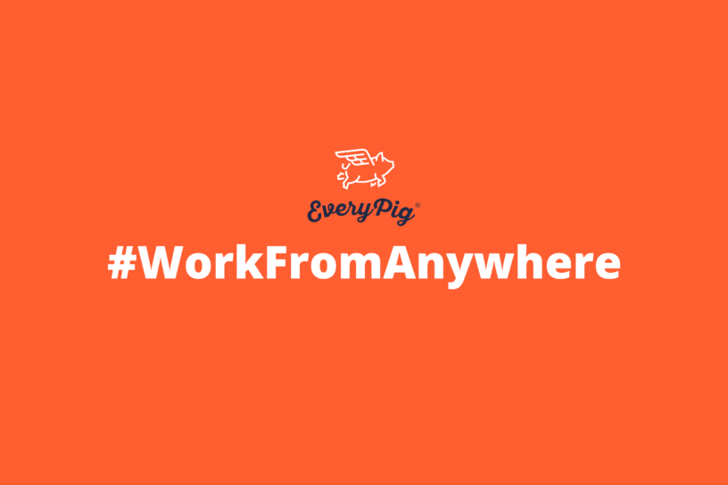 Swine Management Software for Data Collection | EveryPig