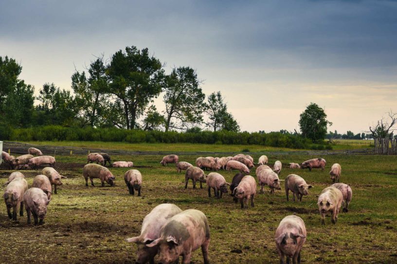 Pig Load Scheduling Software | Swine Data Collection | EveryPig